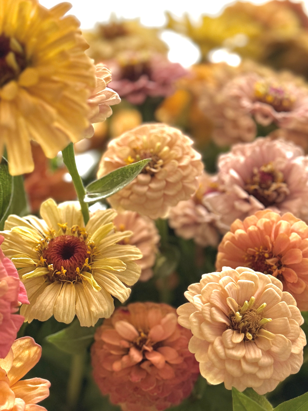 Collections – Pod Flowers