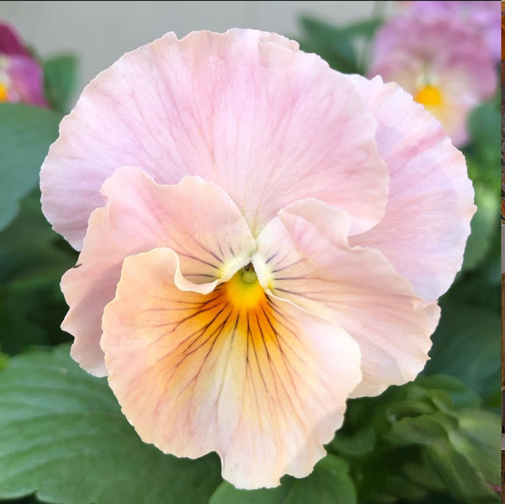 Pansy Dynamic Antique Shades (Inspire Peach) – Pod Flowers