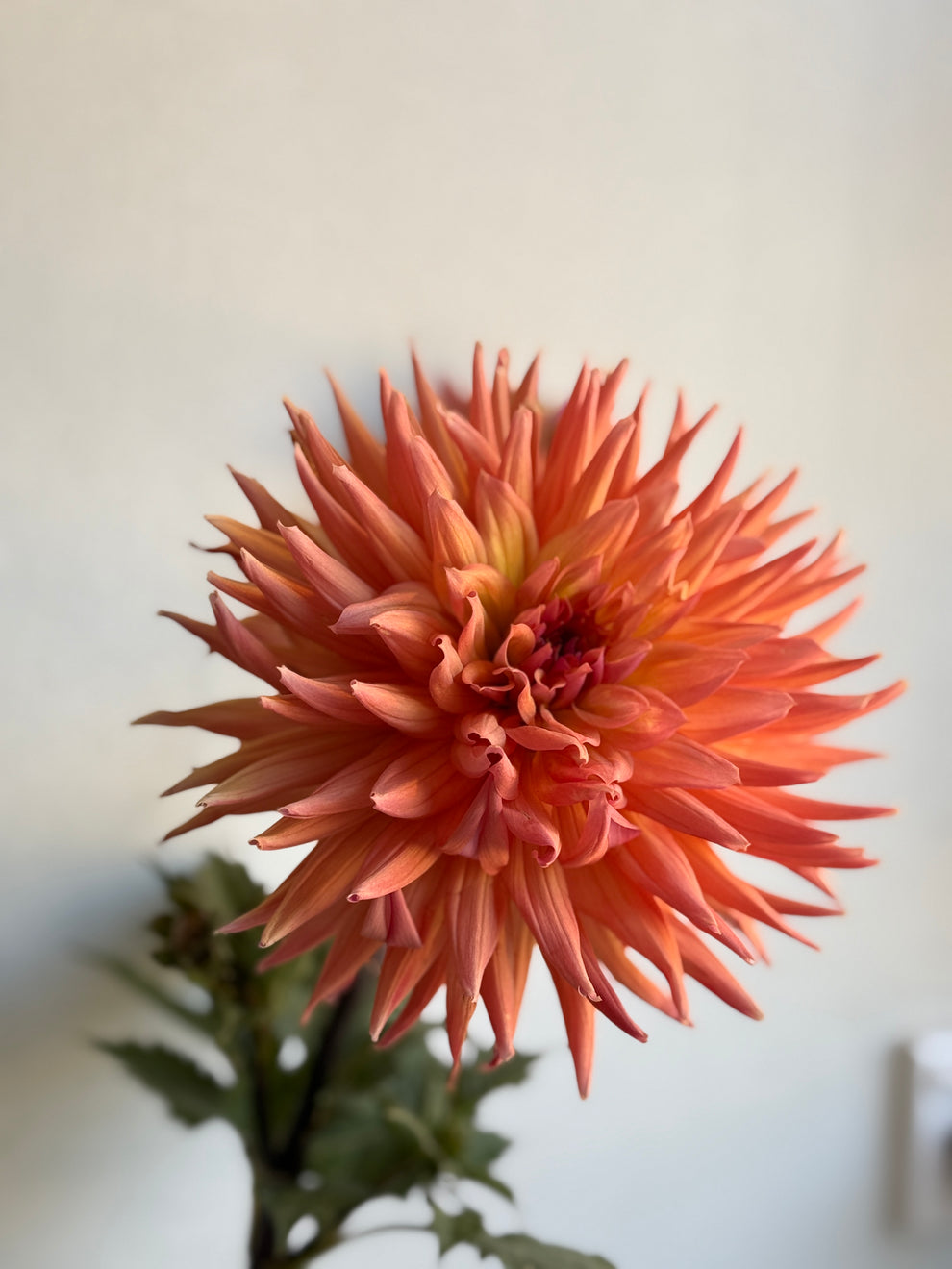 Delbard Zenith – Pod Flowers