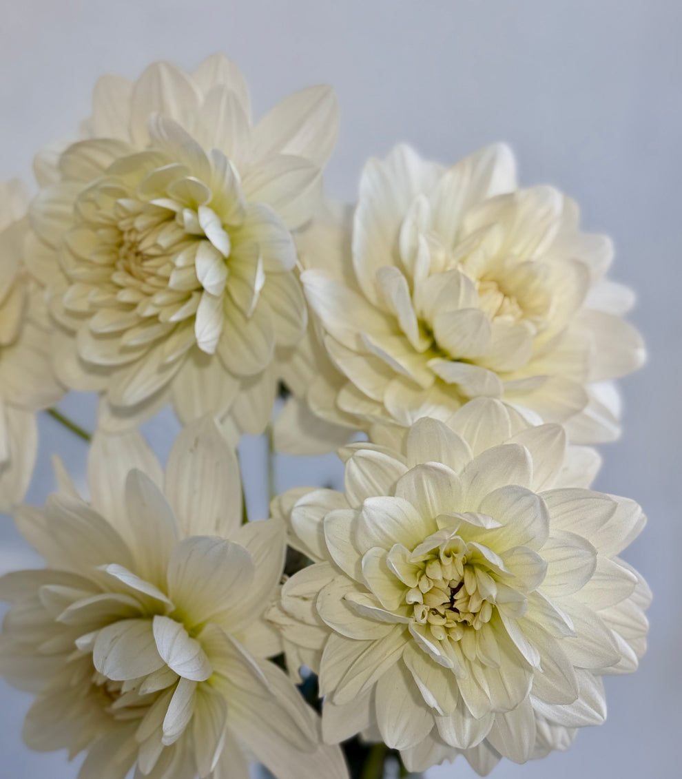 Guyra White – Pod Flowers