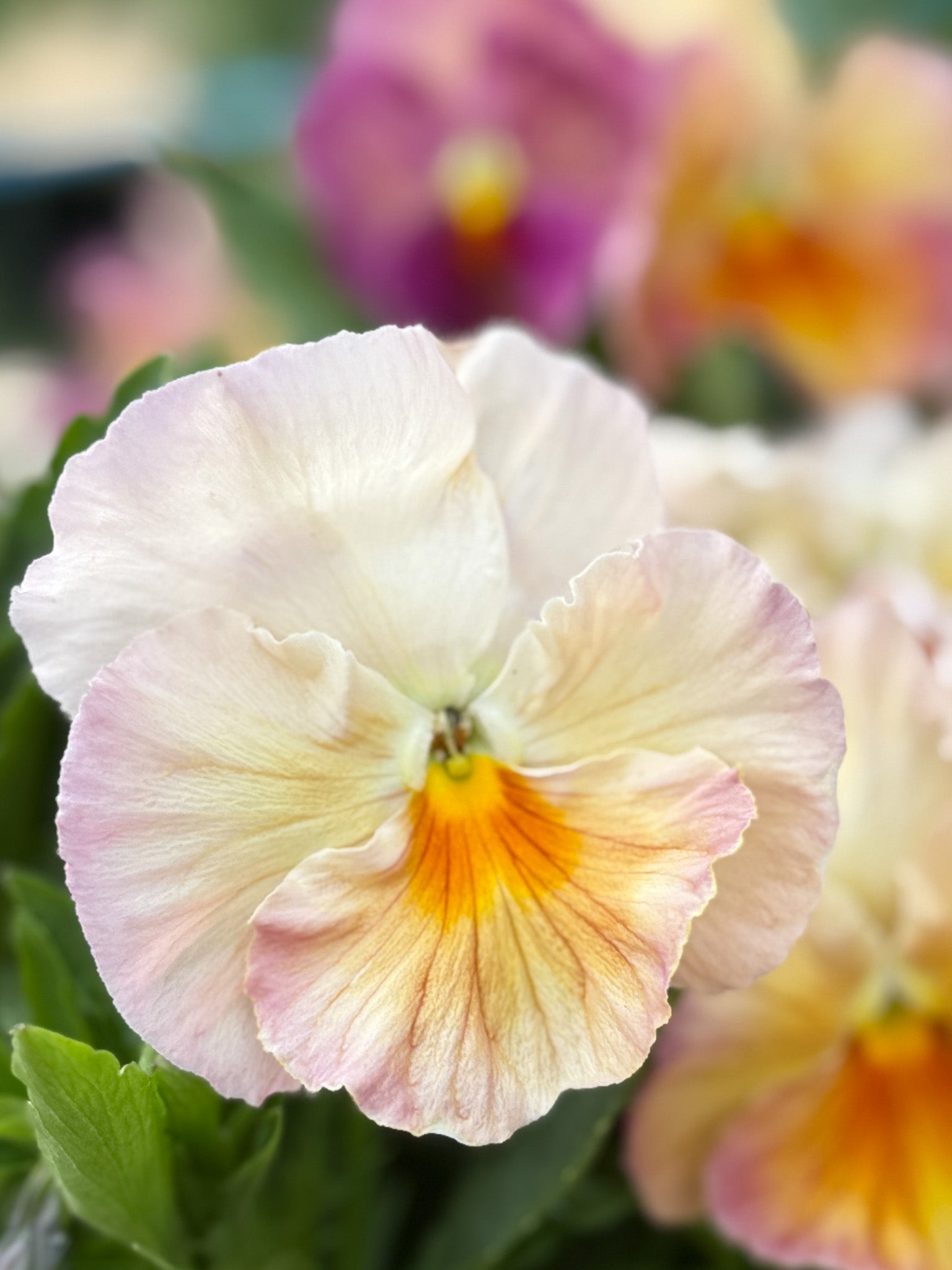 Pansy Dynamic Antique Shades (Inspire Peach) – Pod Flowers